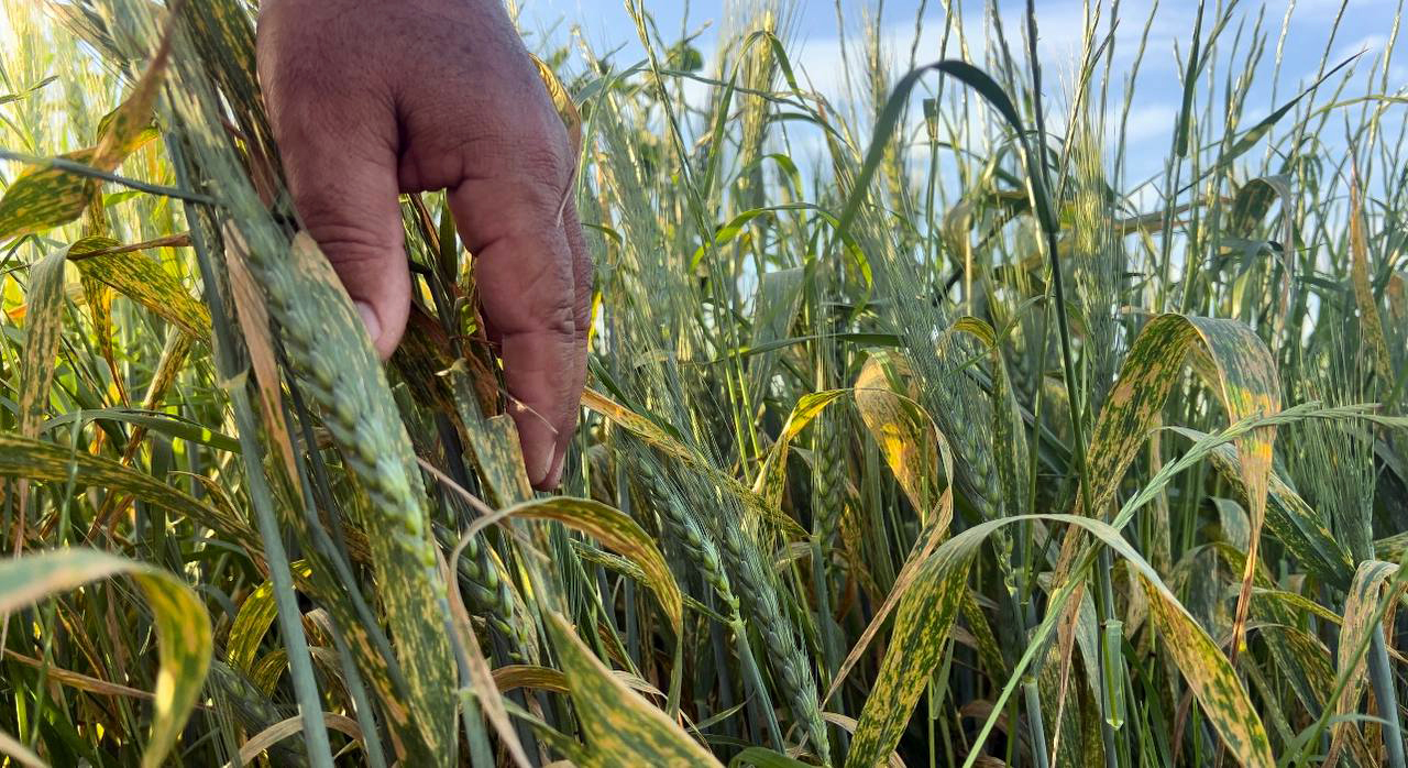 Fungal disease hits 27,000 hectares of wheat crop within weeks in Kirkuk
