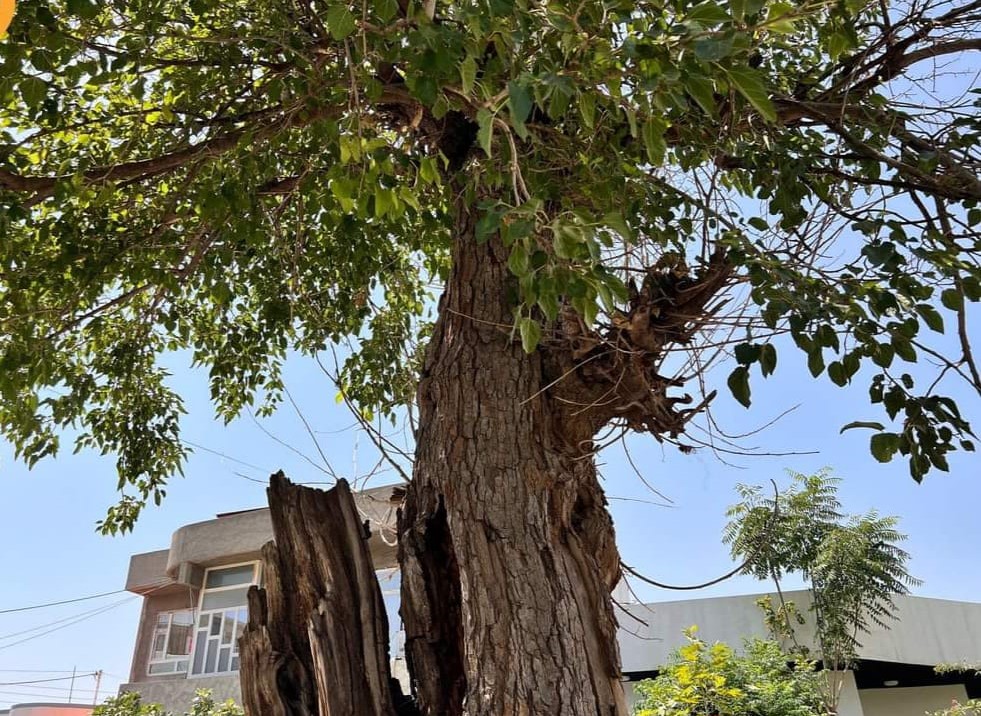 Old Trees: Unknown Soldiers for Environmental Protection