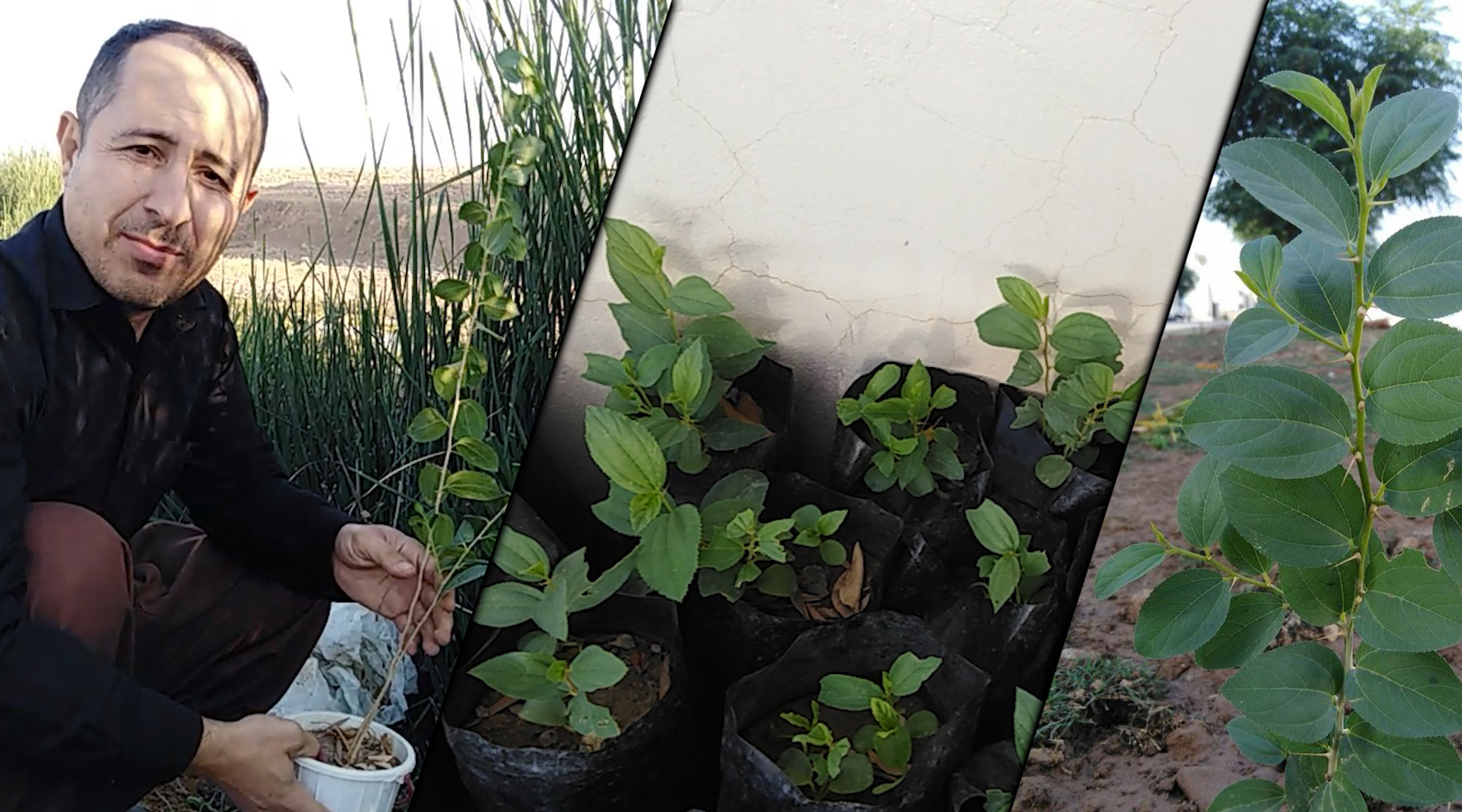 Ali Nader Voluntarily Plants Jujube (Sidr) Trees to Create more ...