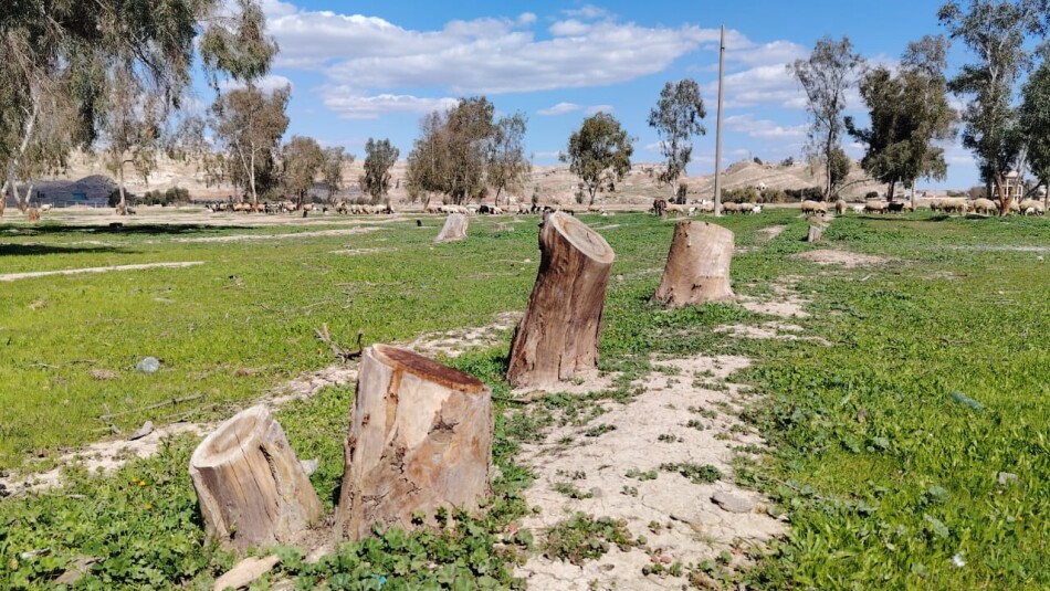 Trees in Kifri Being Destroyed: Nearly 500 Cut Down in Two Years